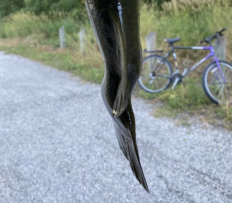 200,000 Mile Fishing Report – June 21 – Troy Jackson Outdoors