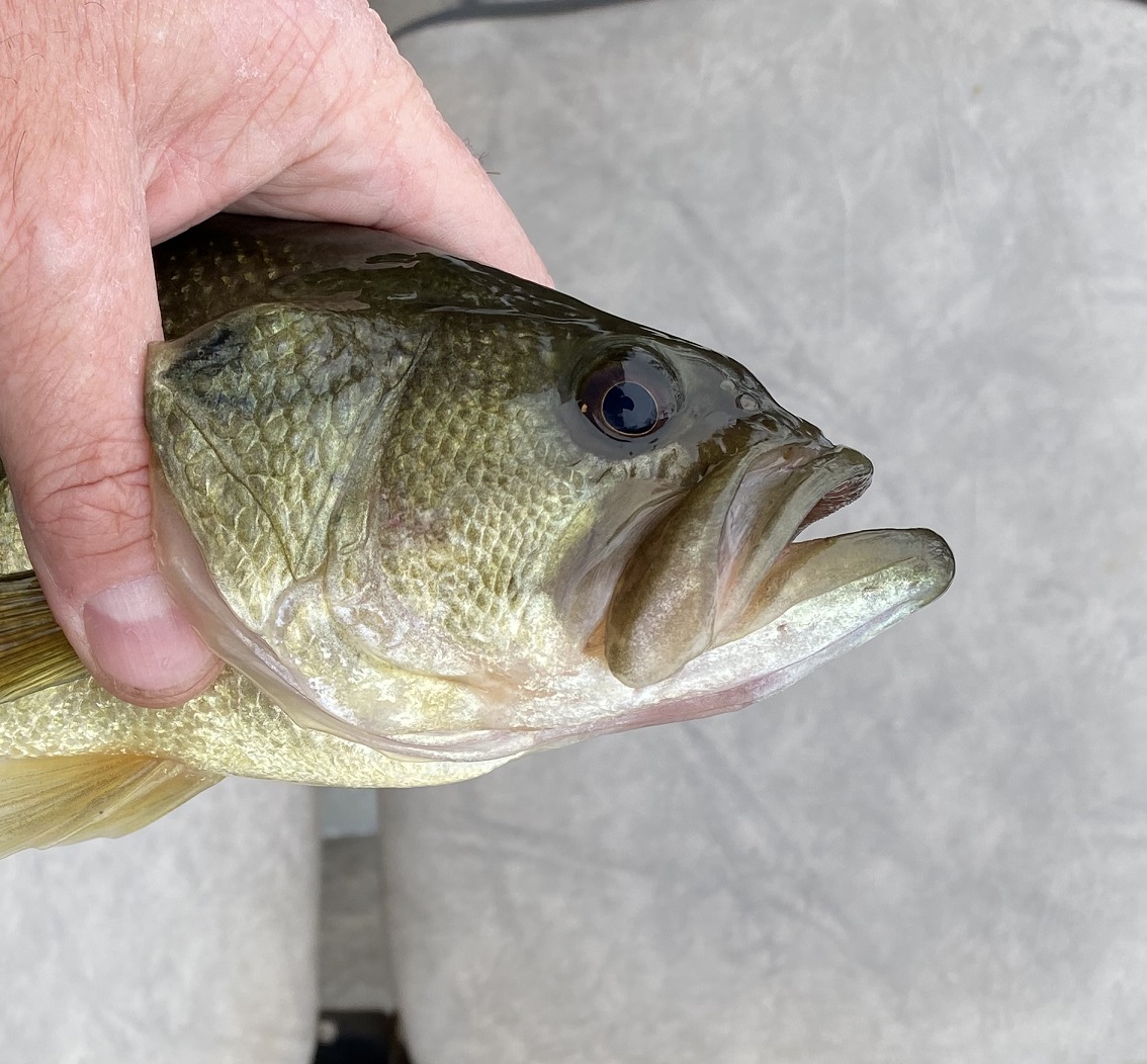 Say Cheese – Troy Jackson Outdoors
