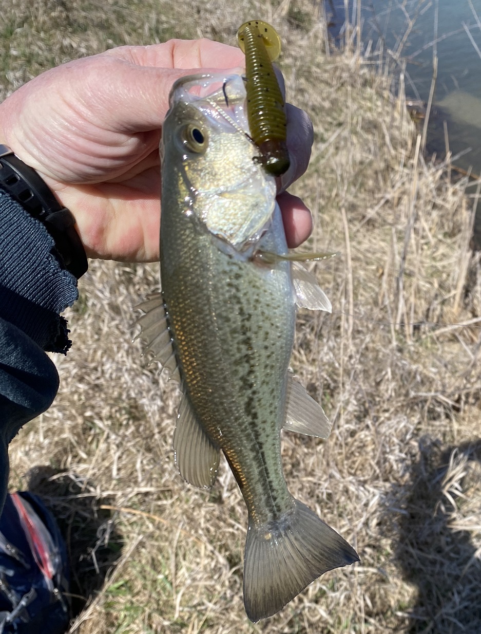 Catch Analysis – Big Ned – Troy Jackson Outdoors