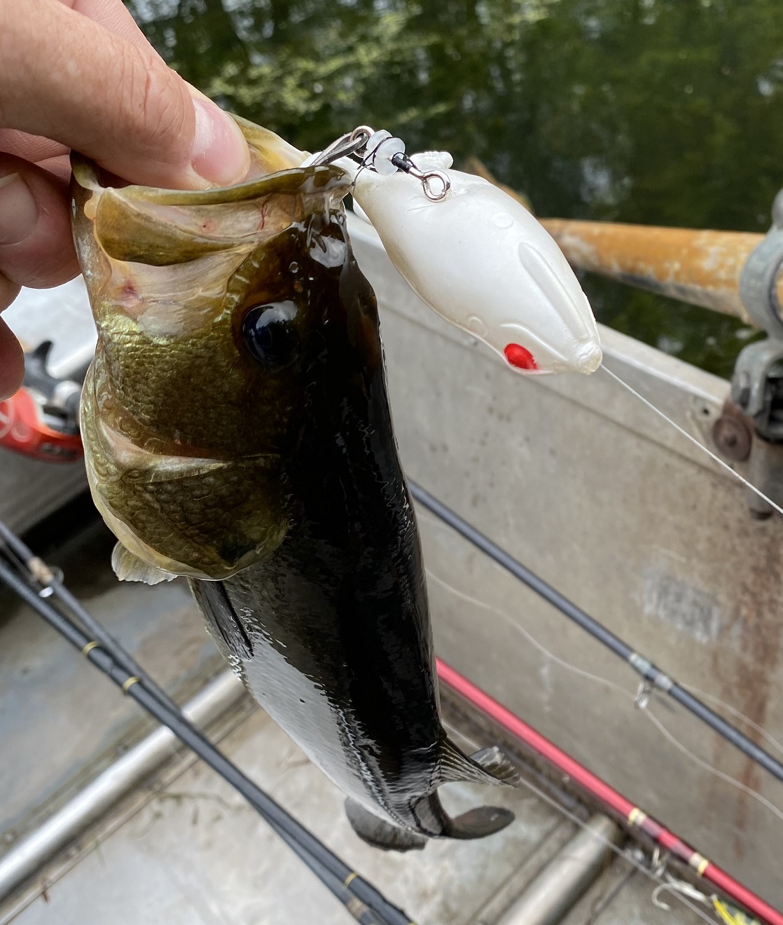Hennepin Canal Report – July 2 – Troy Jackson Outdoors