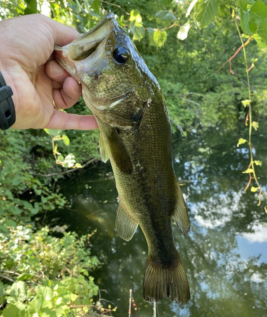 Hennepin Canal Report July Quick Hits – Troy Jackson Outdoors